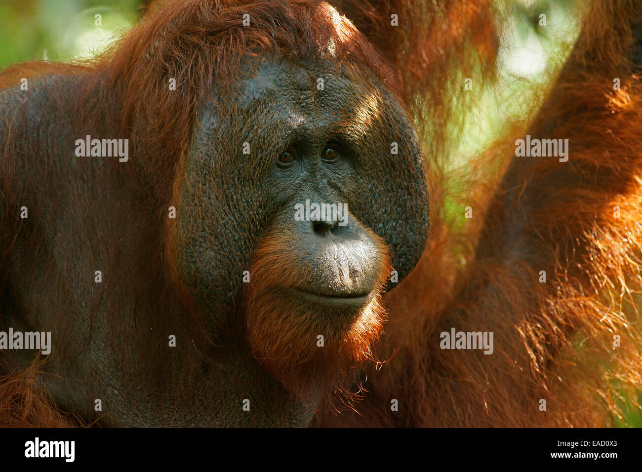 Bornean Orangutan (Pongo pygmaeus), male, Tanjung Puting National Park ...