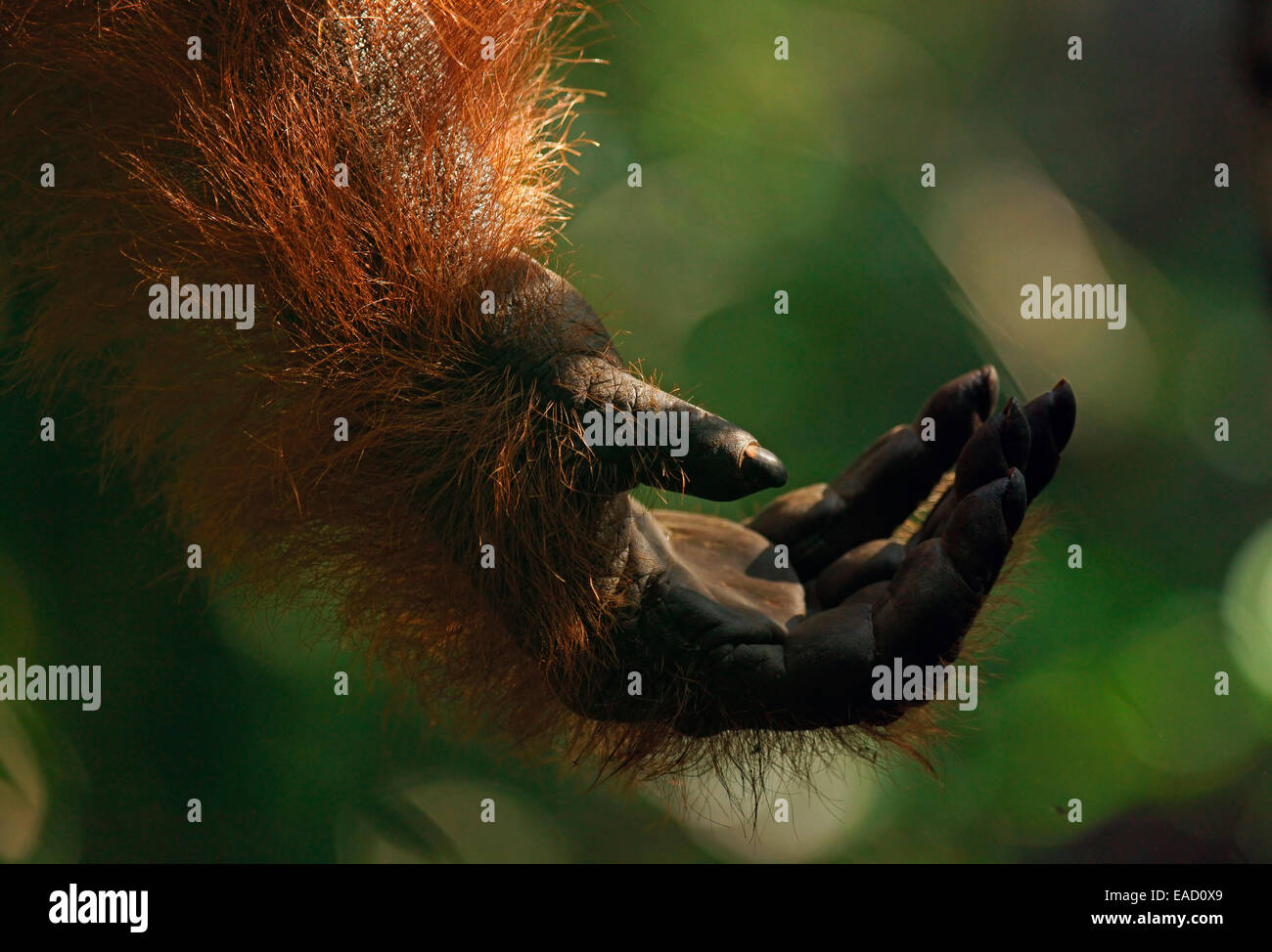 Orangutan hand hi-res stock photography and images - Alamy