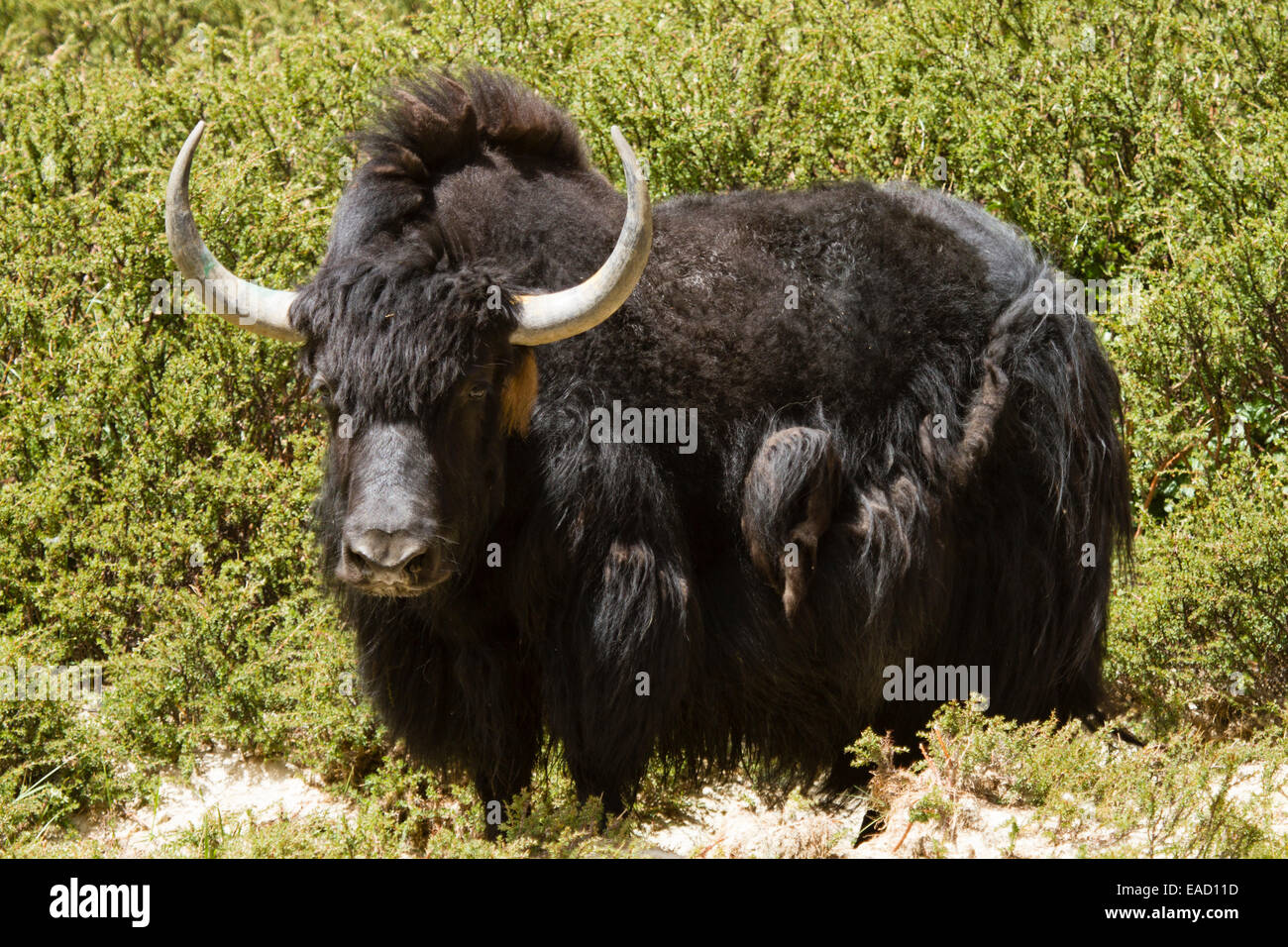 Yak (Bos Grunniens), Nubra Valley, Ladakh, Jammu and Kashmir, India ...