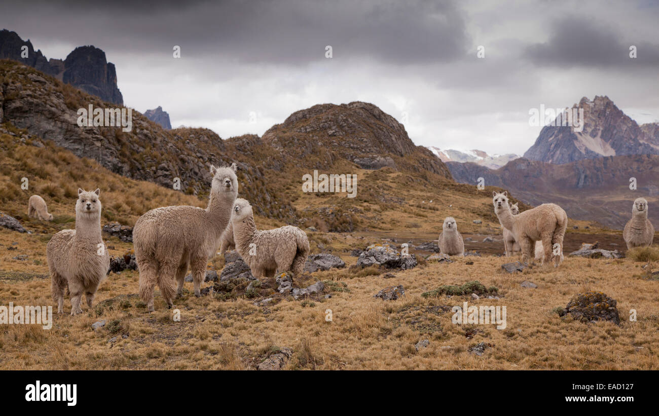 Los pacos hi-res stock photography and images - Alamy