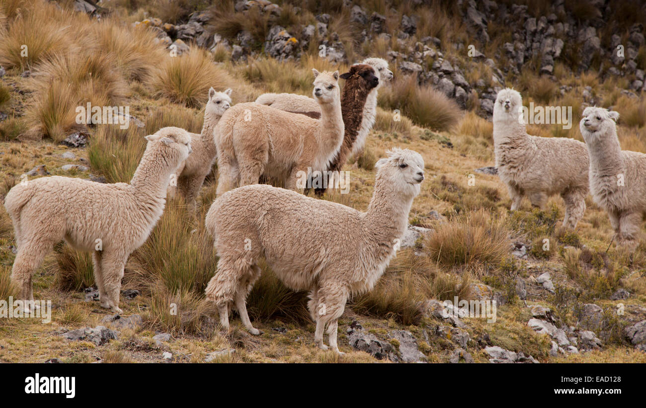 A herd of Alpacas (Vicugna pacos), Cordillera Huayhuash, Peru Stock ...
