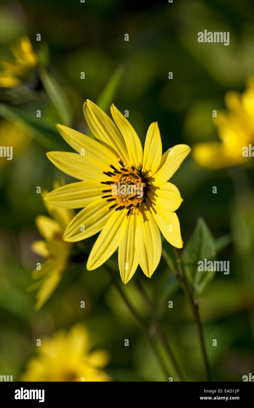 Helianthus lemon queen hi-res stock photography and images - Alamy