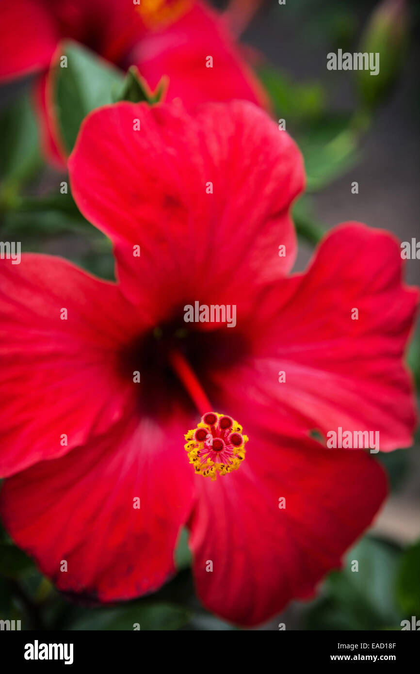 Hibiscus genus and malvaceae family hi-res stock photography and images ...