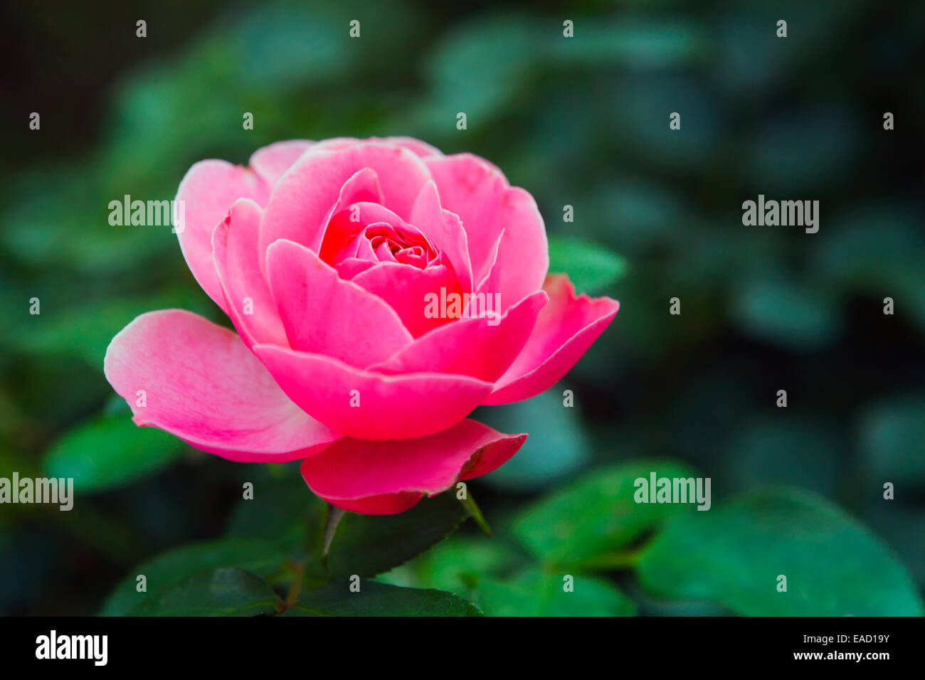 Pink Rose Bud closeup Stock Photo - Alamy