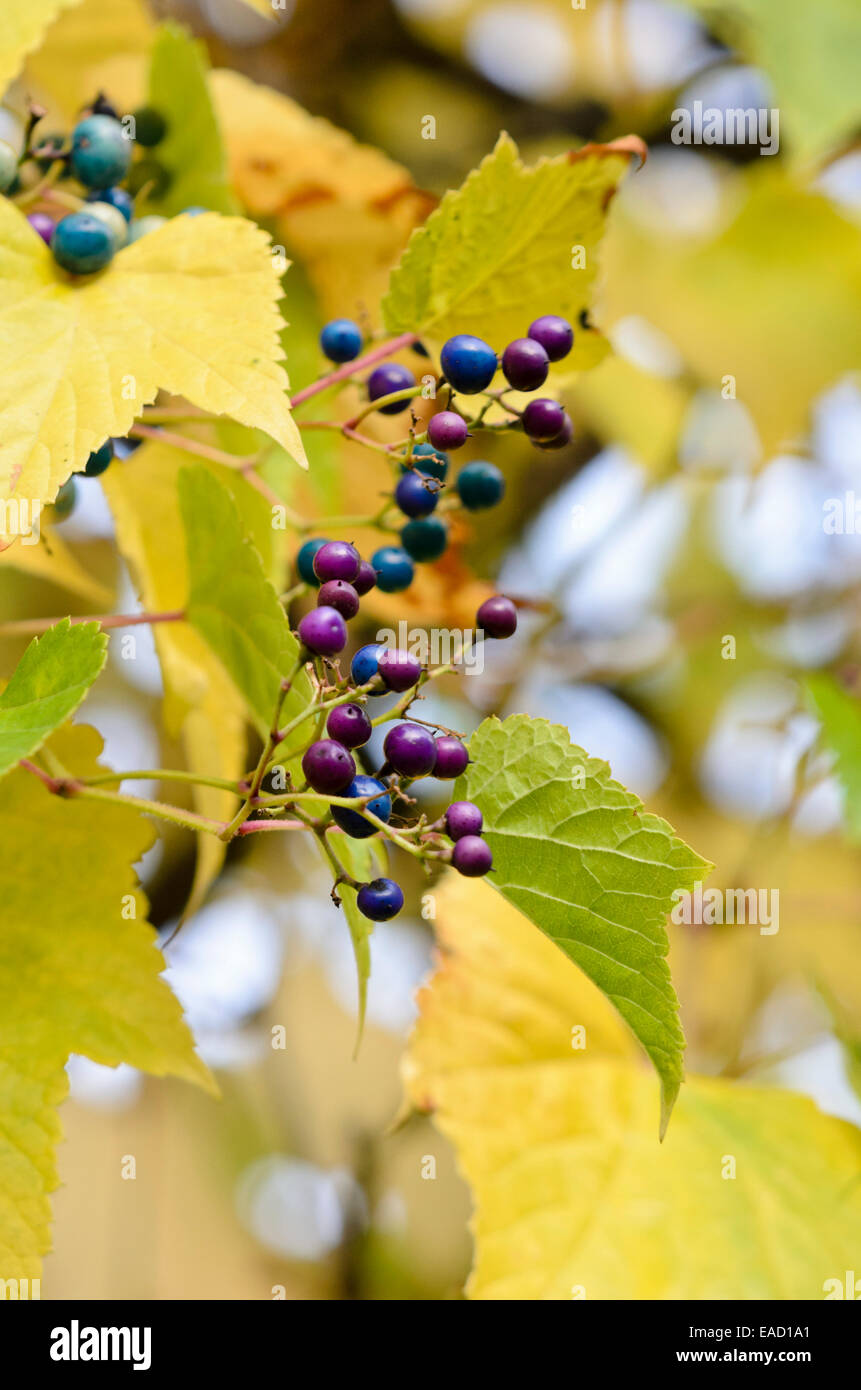 Ampelopsis hi-res stock photography and images - Alamy