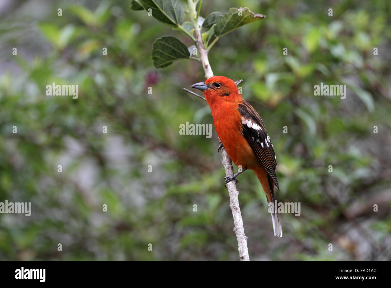 Flame-colored Tanager, Piranga bidentata, male Stock Photo - Alamy