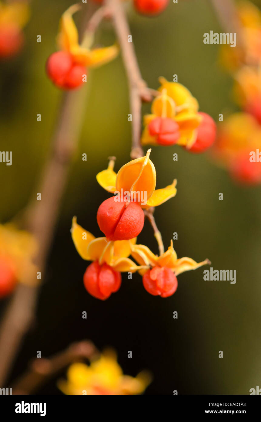 Celastrus hi-res stock photography and images - Alamy