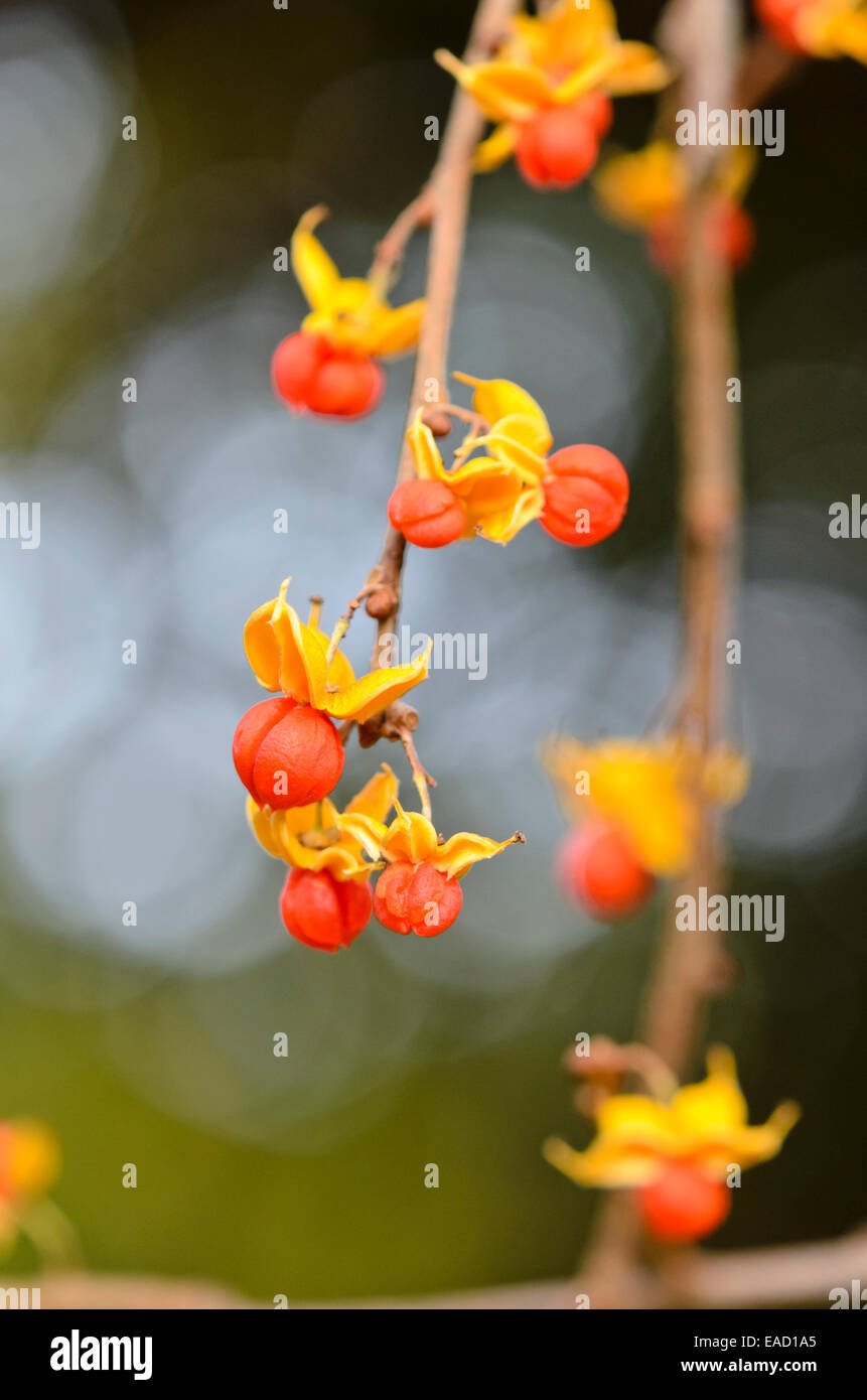 Celastrus hi-res stock photography and images - Alamy