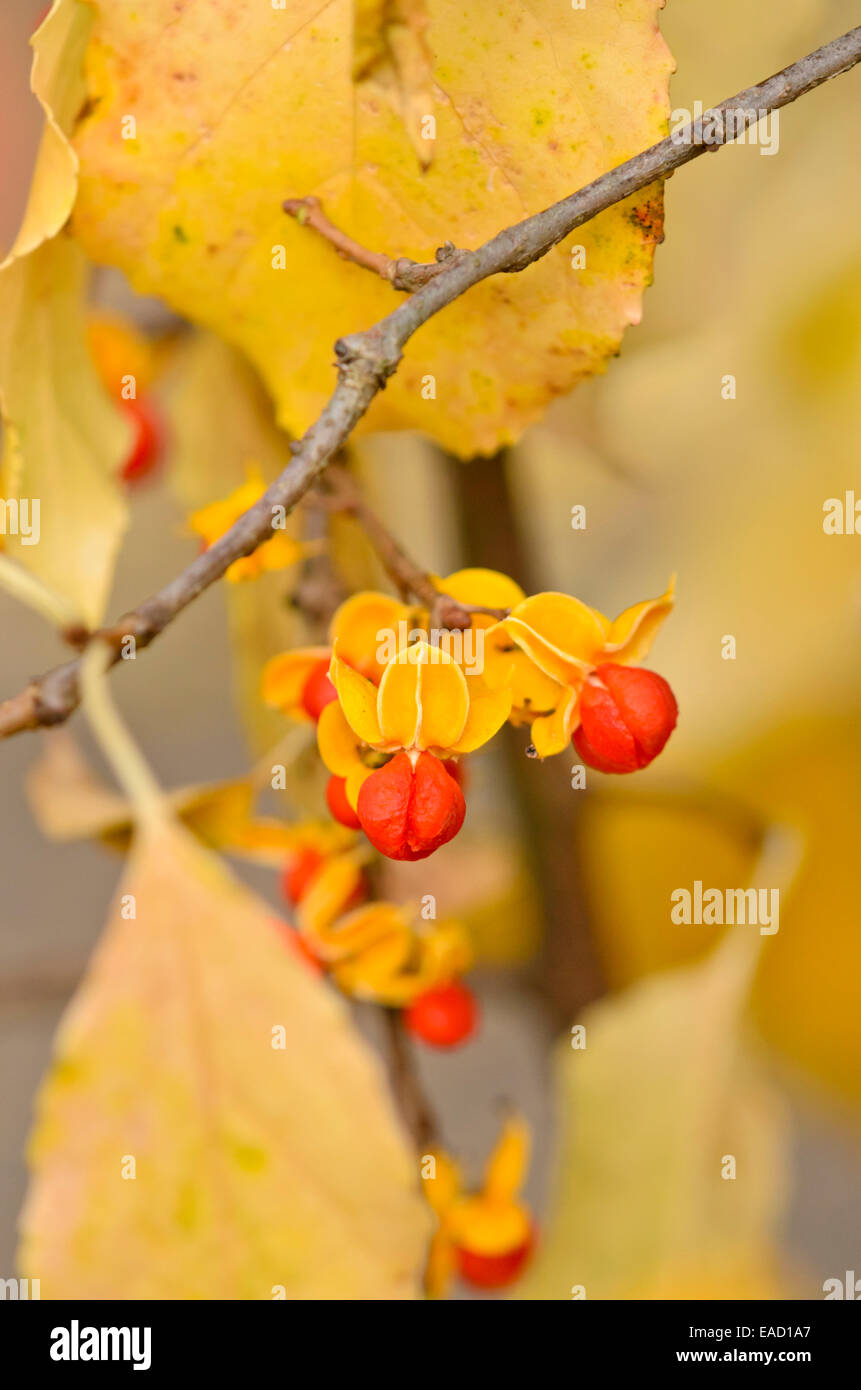 Celastrus hi-res stock photography and images - Alamy