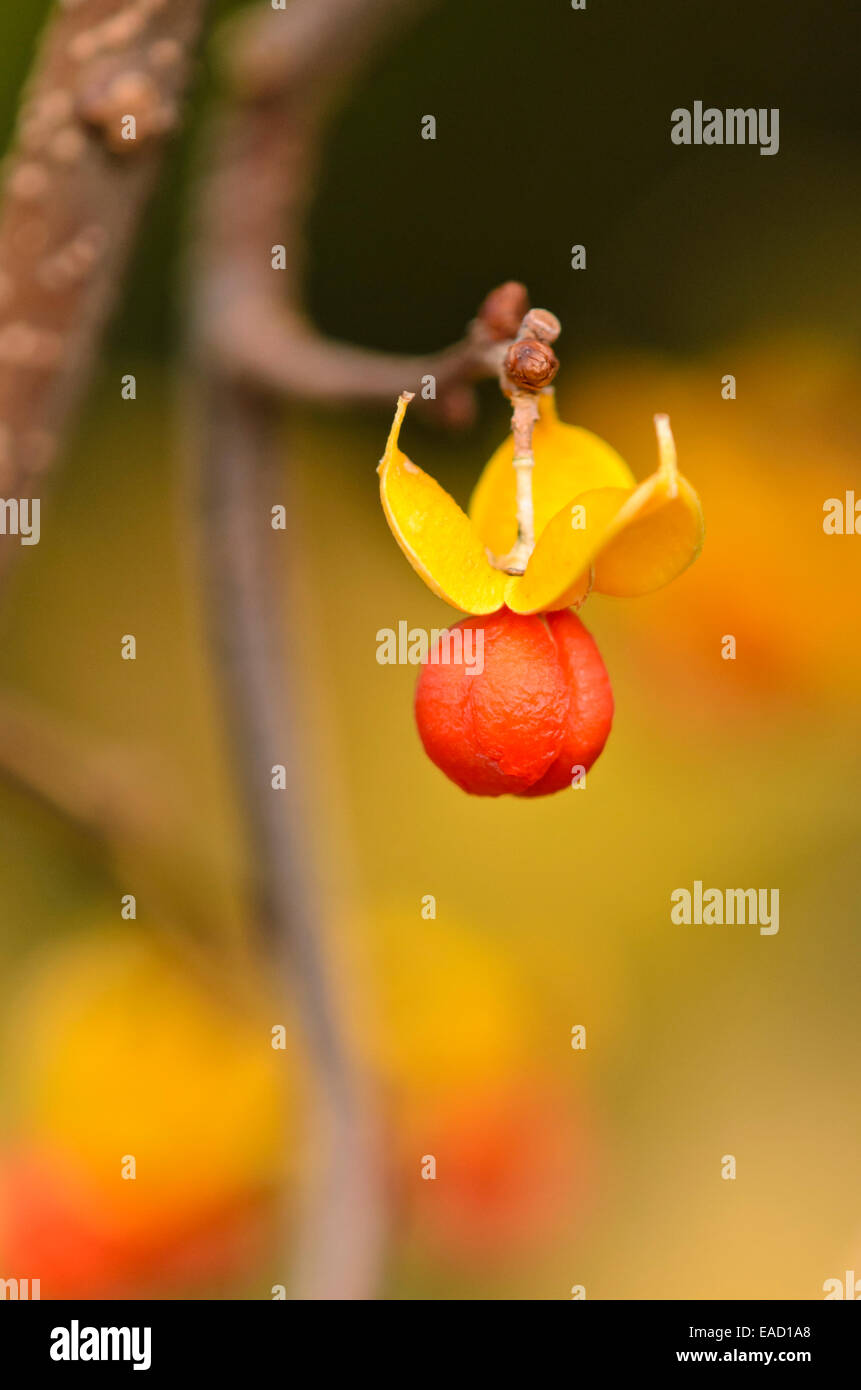 Celastrus hi-res stock photography and images - Alamy