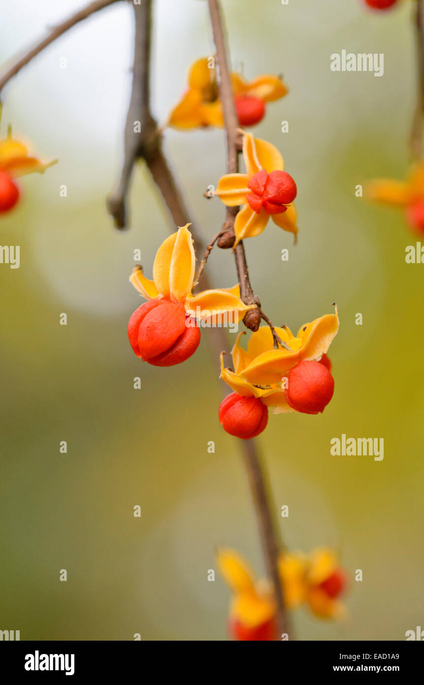 Celastrus hi-res stock photography and images - Alamy