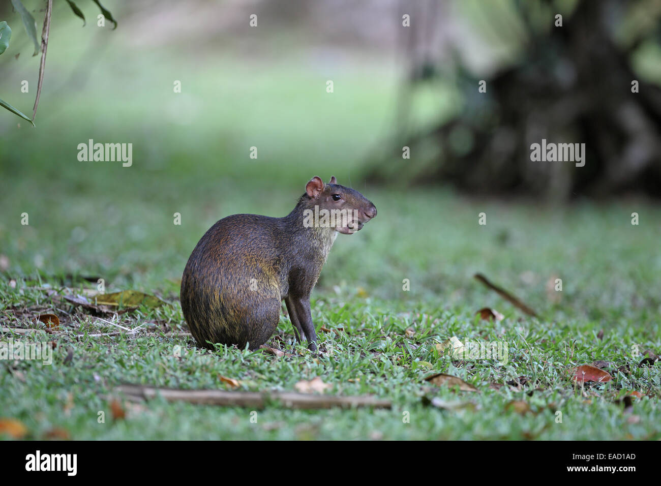 Central American Agouti, Dasyprocta punctata with nut Stock Photo - Alamy