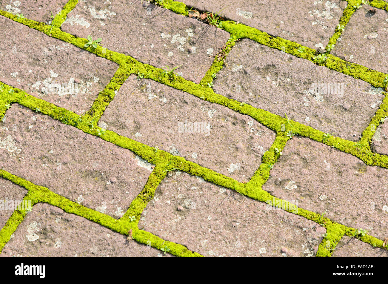 Garden path with moss Stock Photo - Alamy