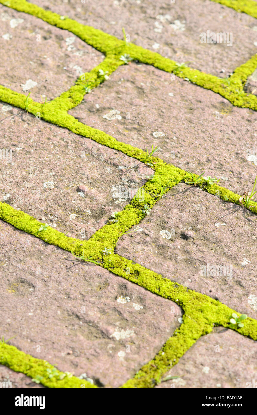 Garden path with moss Stock Photo - Alamy