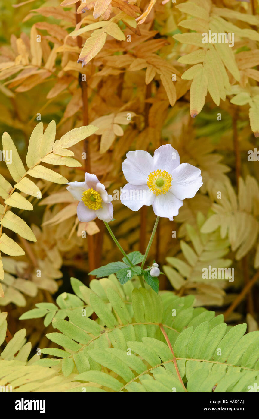 Grape-leaf anemone (Anemone tomentosa) and royal fern (Osmunda regalis ...
