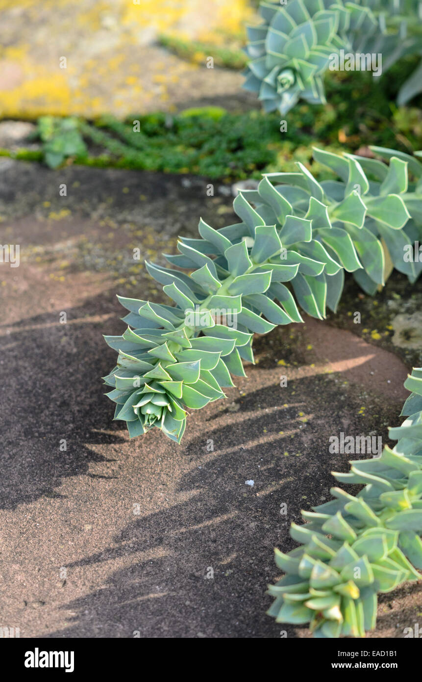 Blue spurge (Euphorbia myrsinites Stock Photo - Alamy