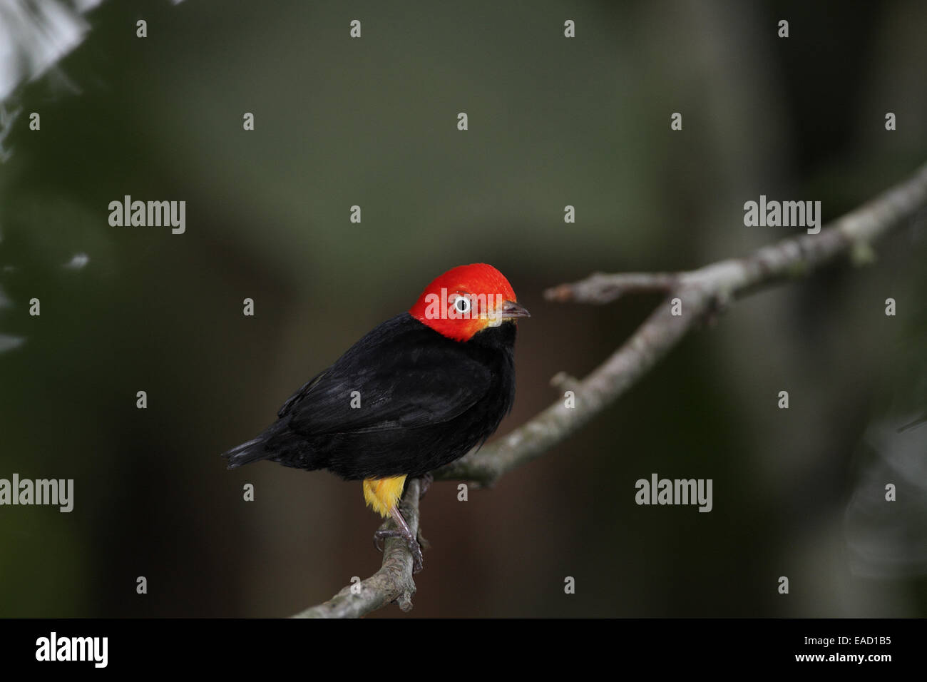 Red capped manakin hi-res stock photography and images - Alamy