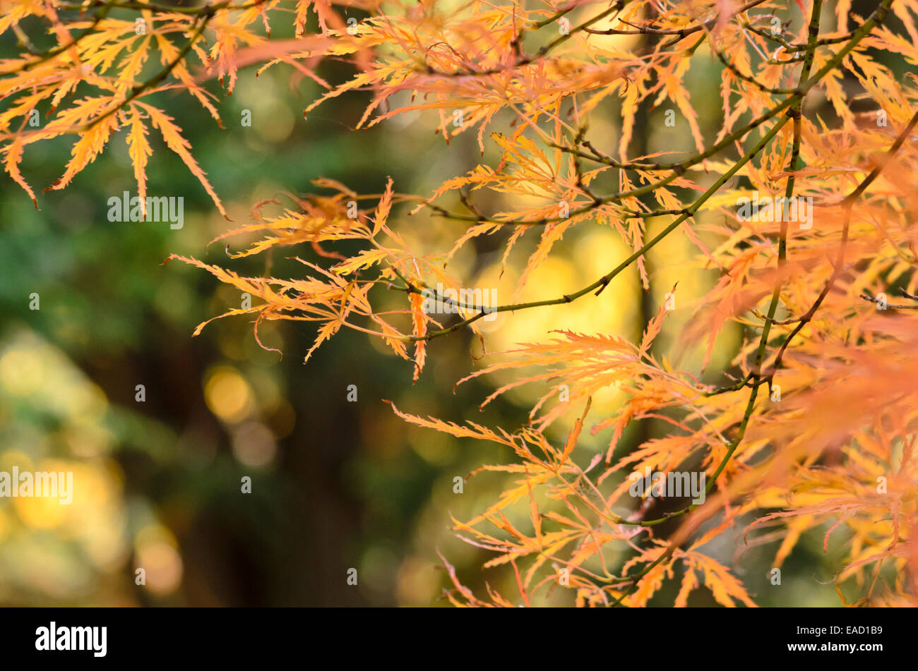 Japanese maple (Acer palmatum 'Dissectum Garnet' Stock Photo - Alamy