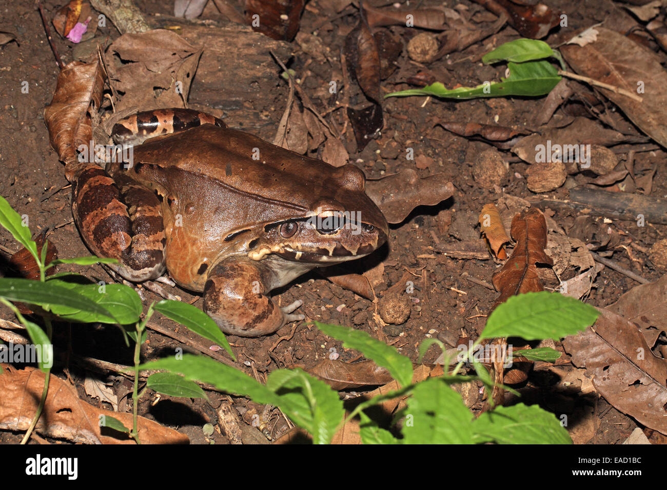 Thin toed frog hi-res stock photography and images - Alamy