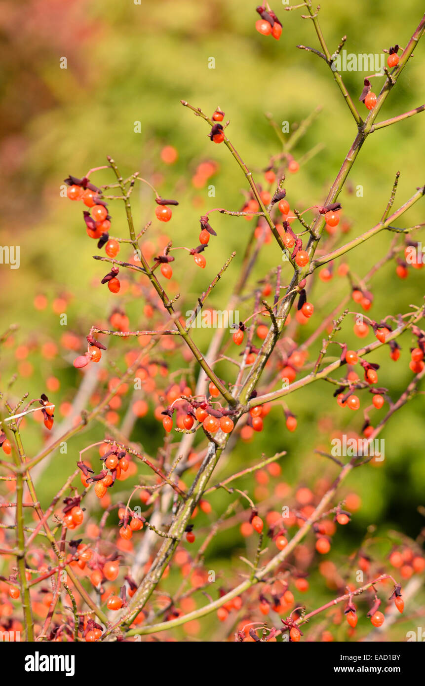 Euonymus alatus compactus hi-res stock photography and images - Alamy
