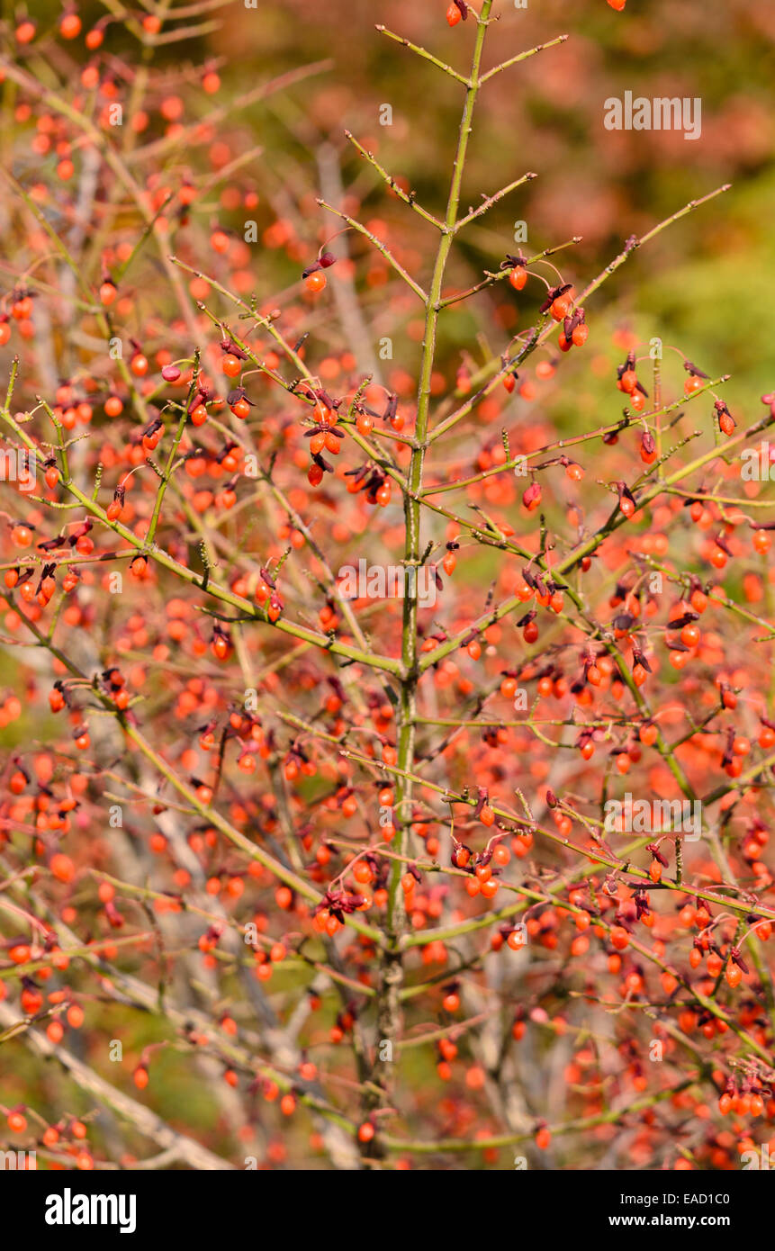 Burning bush berries hi-res stock photography and images - Alamy