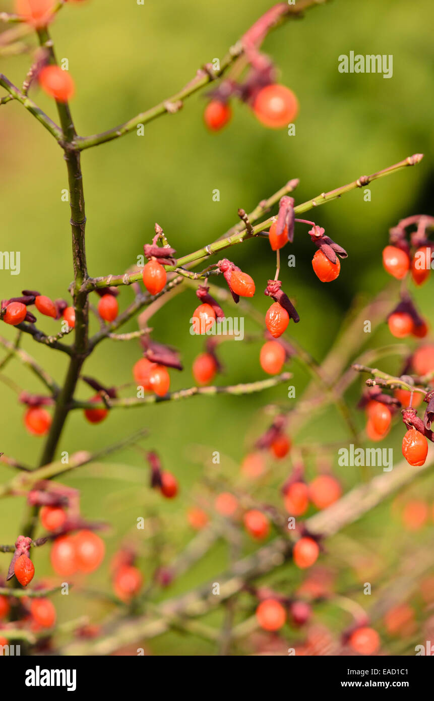 Compact burning bush (Euonymus alatus 'Compactus' Stock Photo - Alamy