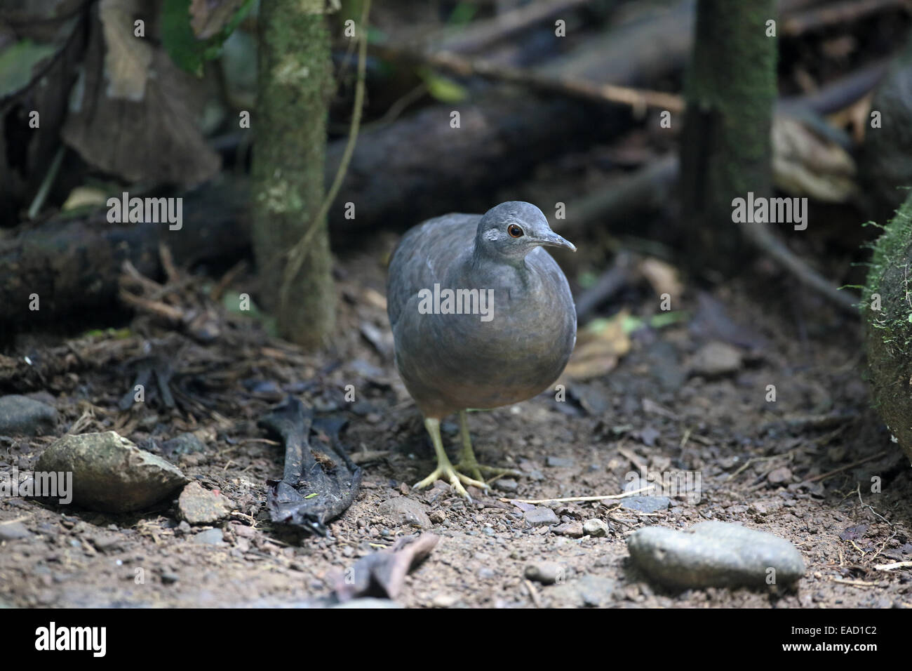 Little Tinamou, Crypturellus soui Stock Photo - Alamy
