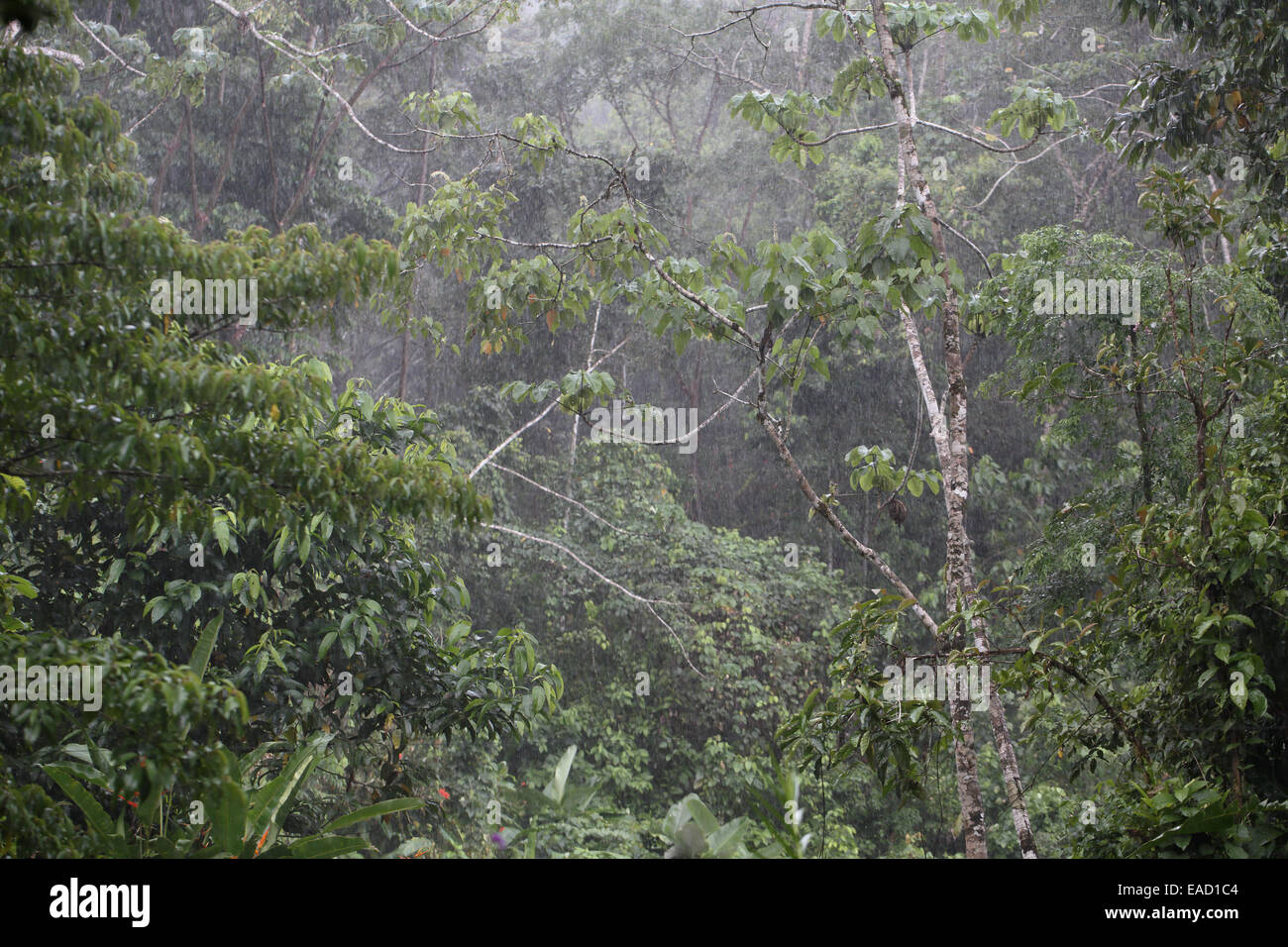 Tropical Rainforest While Raining