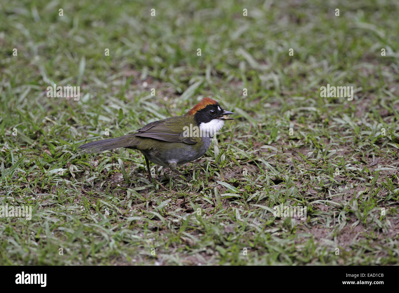 Chestnut-capped Brush-Finch, Arremon, brunneinucha Stock Photo - Alamy