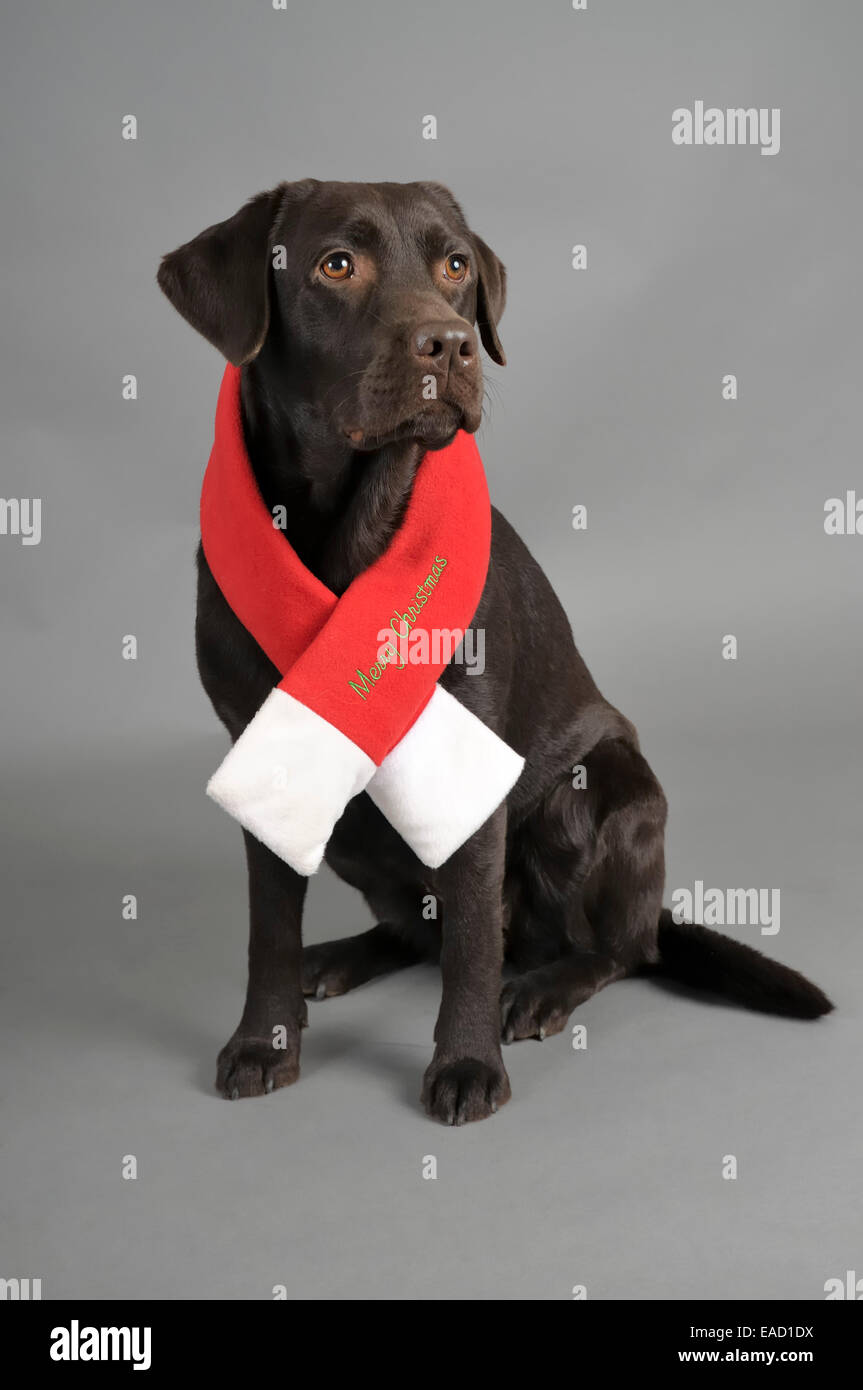 Chocolate Labrador Retriever wearing a Christmas scarf, Germany Stock ...