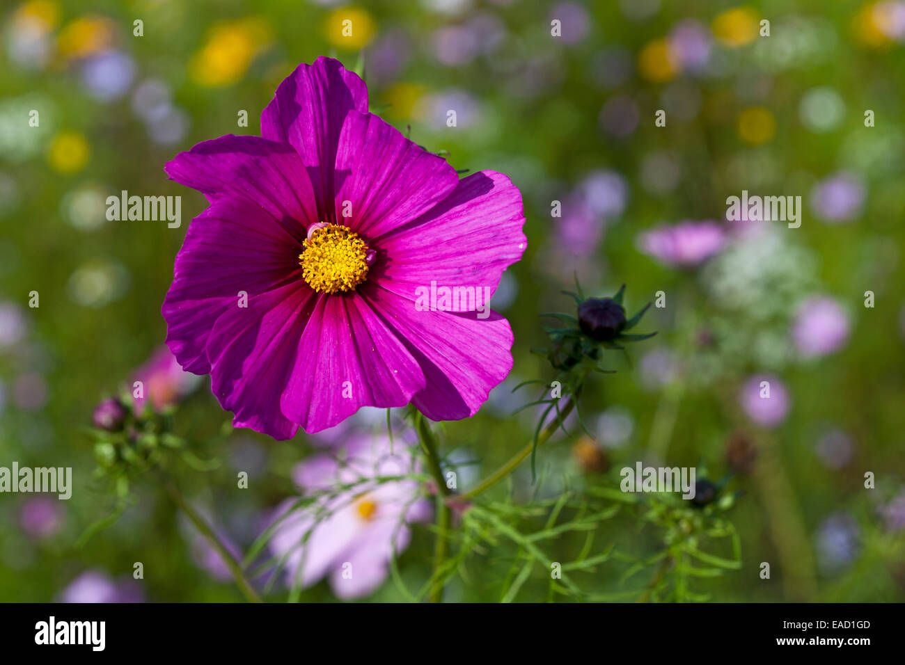 Cosmos bipinnatus sonata hi-res stock photography and images - Alamy