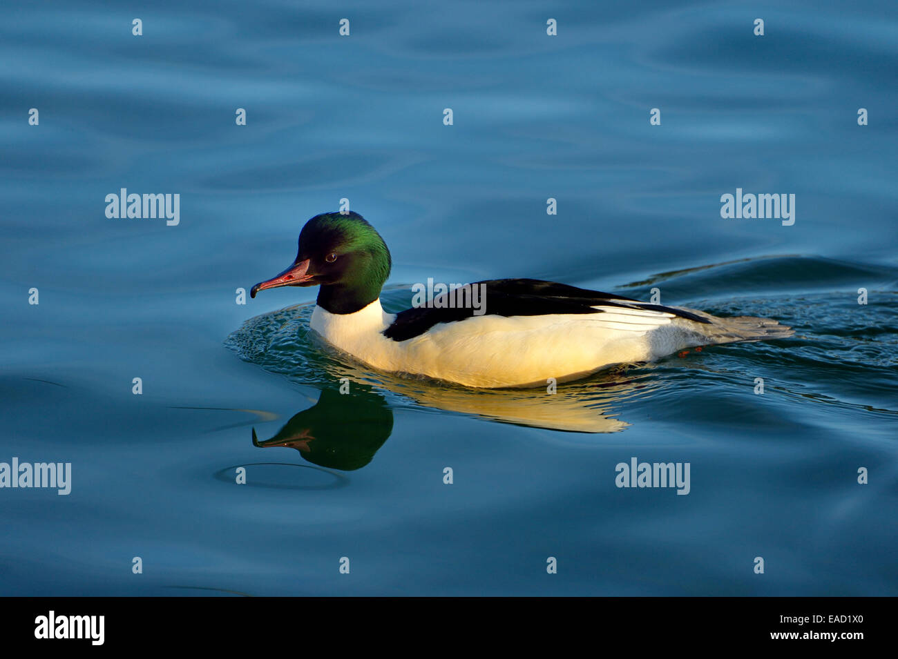 Goosander or Common Merganser (Mergus merganser), drake, on water ...