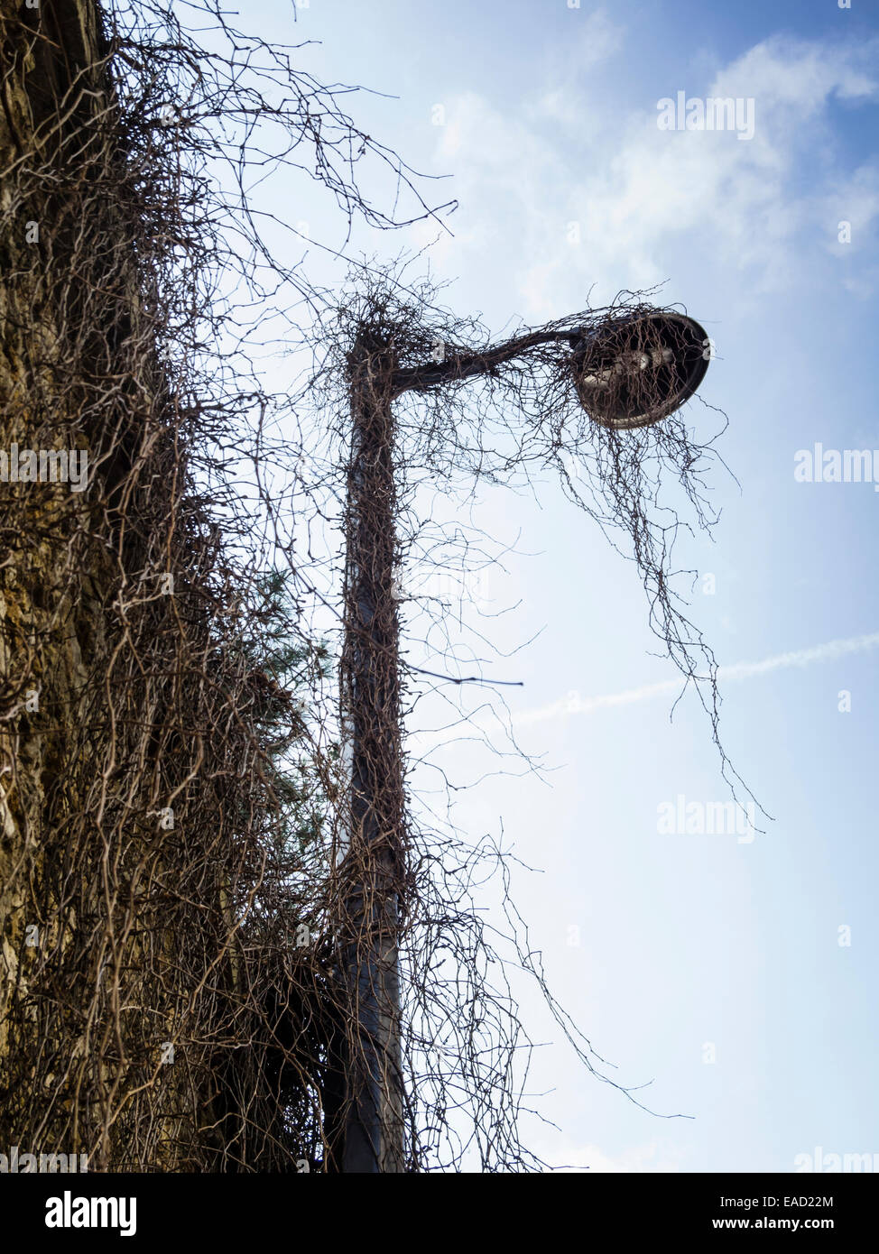 Brown subject hi-res stock photography and images - Alamy