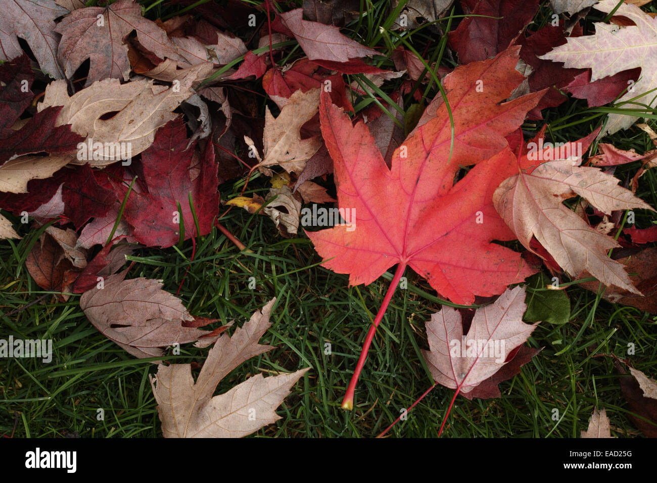 A beautiful red maple leaf shown in autumn Stock Photo - Alamy