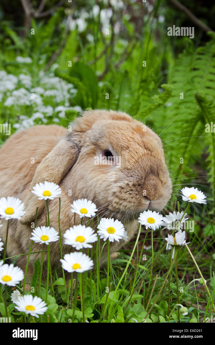 Bunny eating hi-res stock photography and images - Alamy