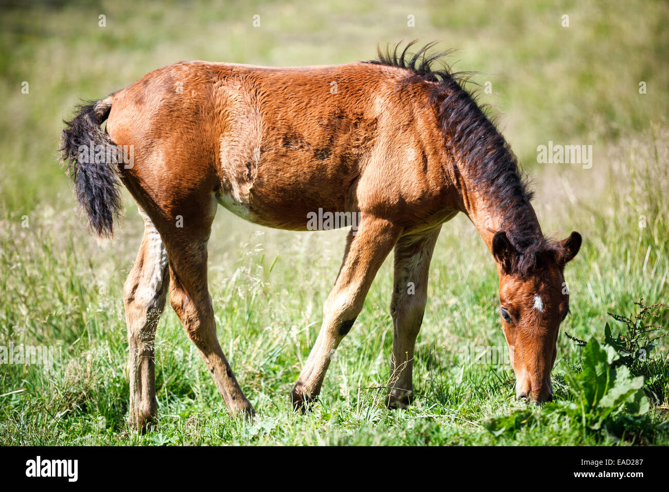 Foal in pasture Stock Photo - Alamy