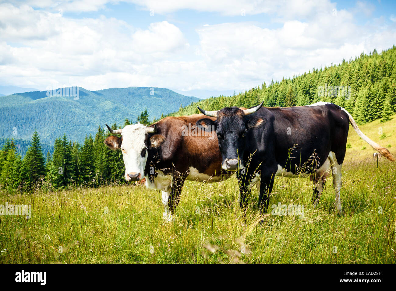 Posing cow hi-res stock photography and images - Alamy