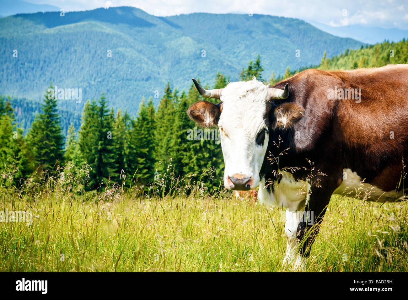 Posing cow hi-res stock photography and images - Alamy