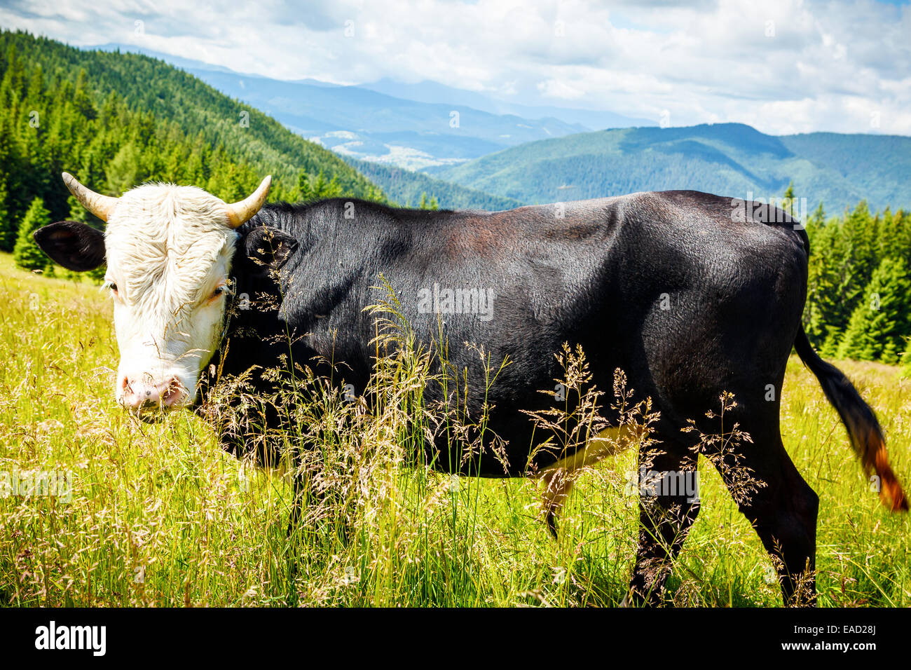 Bull eating straw hi-res stock photography and images - Alamy