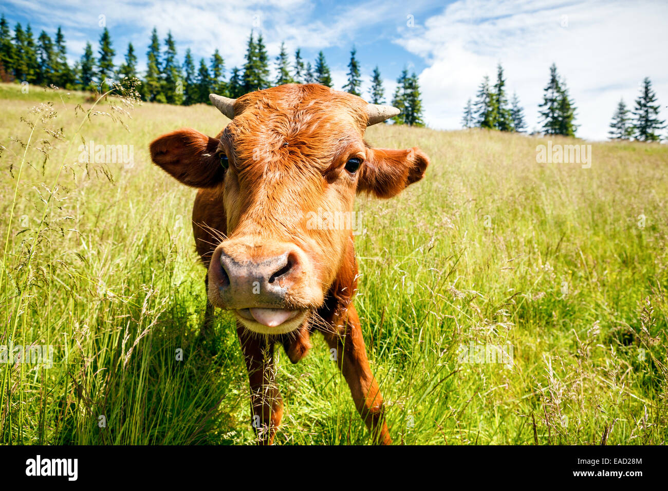 Cow eating grass hi-res stock photography and images - Alamy