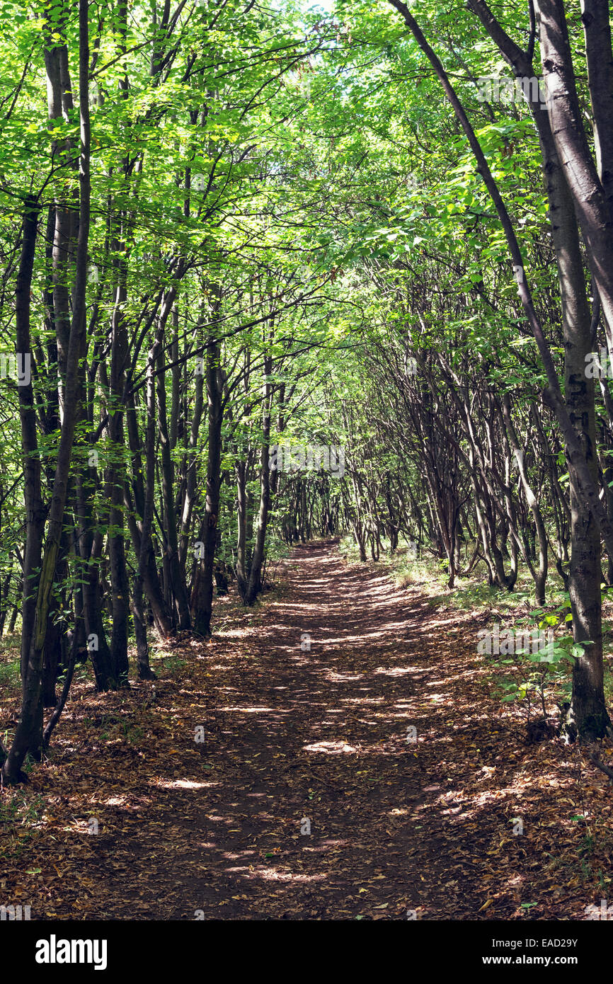 Tree alley footpath natural theme hi-res stock photography and images ...