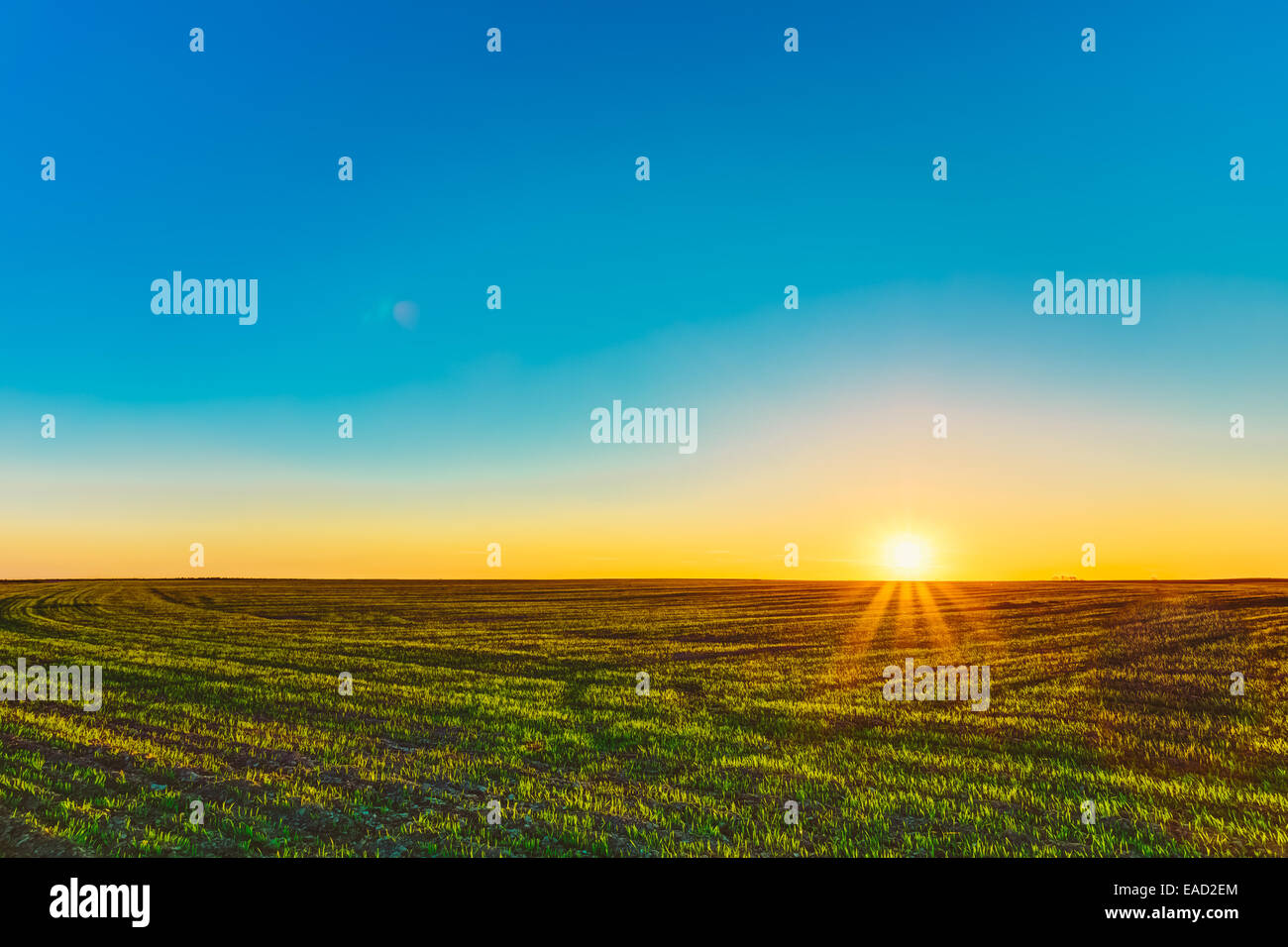 Field of spring wheat sunrise hi-res stock photography and images - Alamy