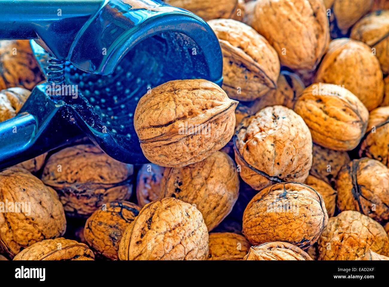 Collect nuts hi-res stock photography and images - Alamy
