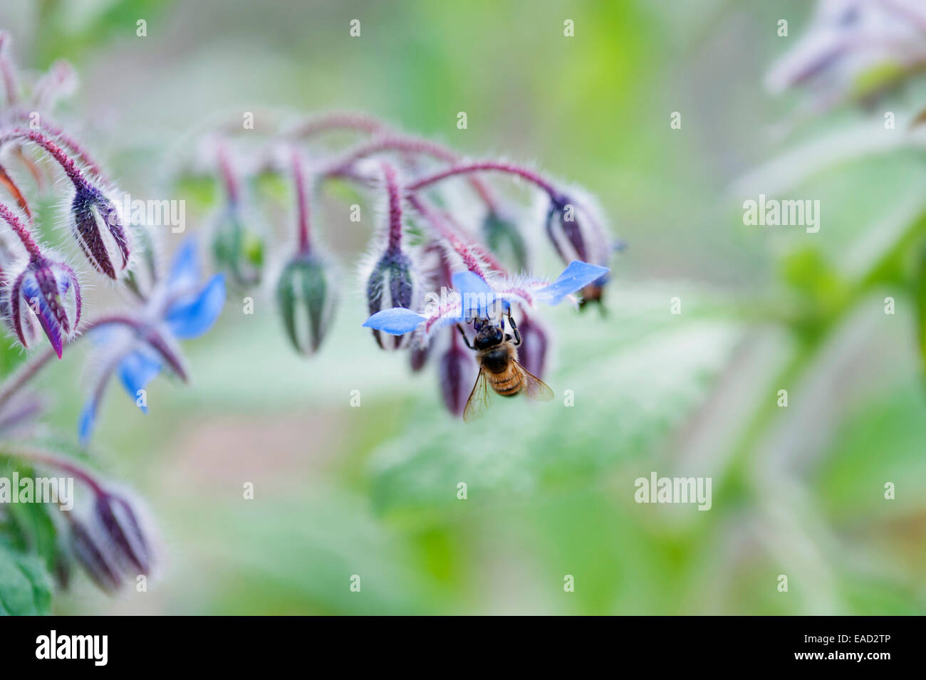 Borage, Borago officinalis, Blue subject, Green background Stock Photo ...