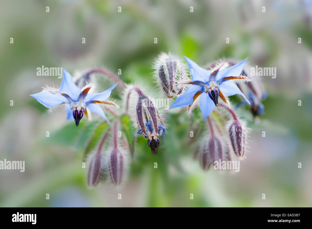 Borage, Borago officinalis, Blue subject, Green background Stock Photo ...