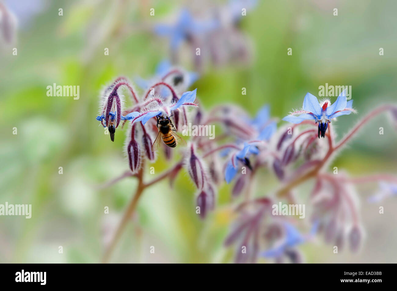 Borage, Borago officinalis, Blue subject, Green background Stock Photo ...