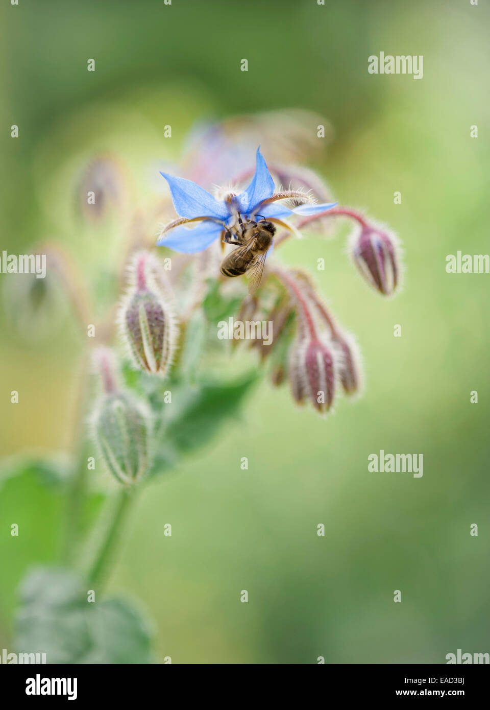 Borage, Borago officinalis, Blue subject, Green background Stock Photo ...