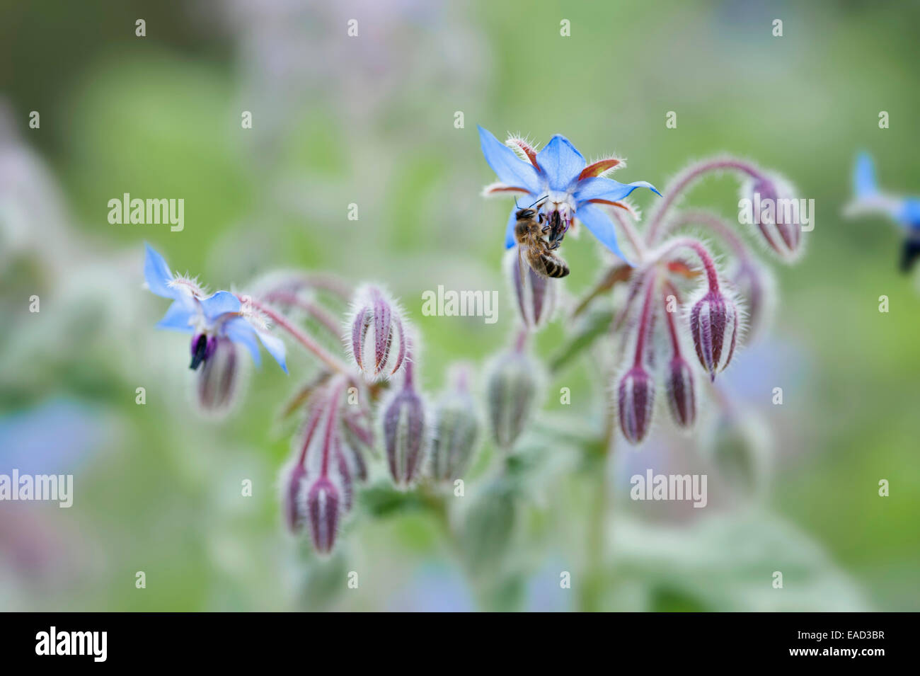 Borage, Borago officinalis, Blue subject, Green background Stock Photo ...