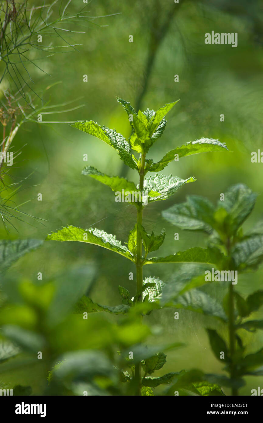 Mint, Spearmint, Mentha spicata, Green subject Stock Photo - Alamy