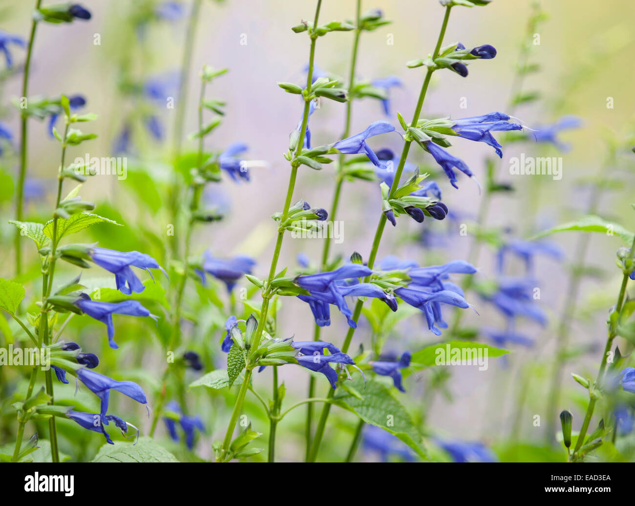 Salvia guaranitica hi-res stock photography and images - Alamy